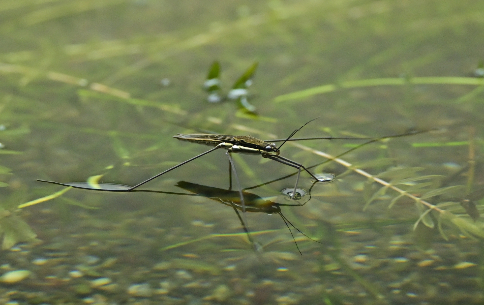 知らなかった・・。アメンボの特徴と飼い方。 - ラビット店長